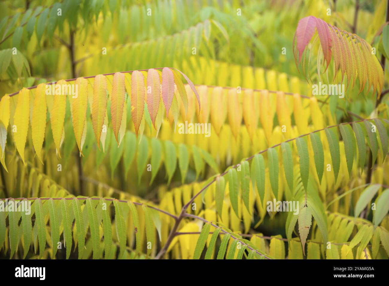Autumn coloured leaves of a vinegar tree (Rhus typhina), Full size ...