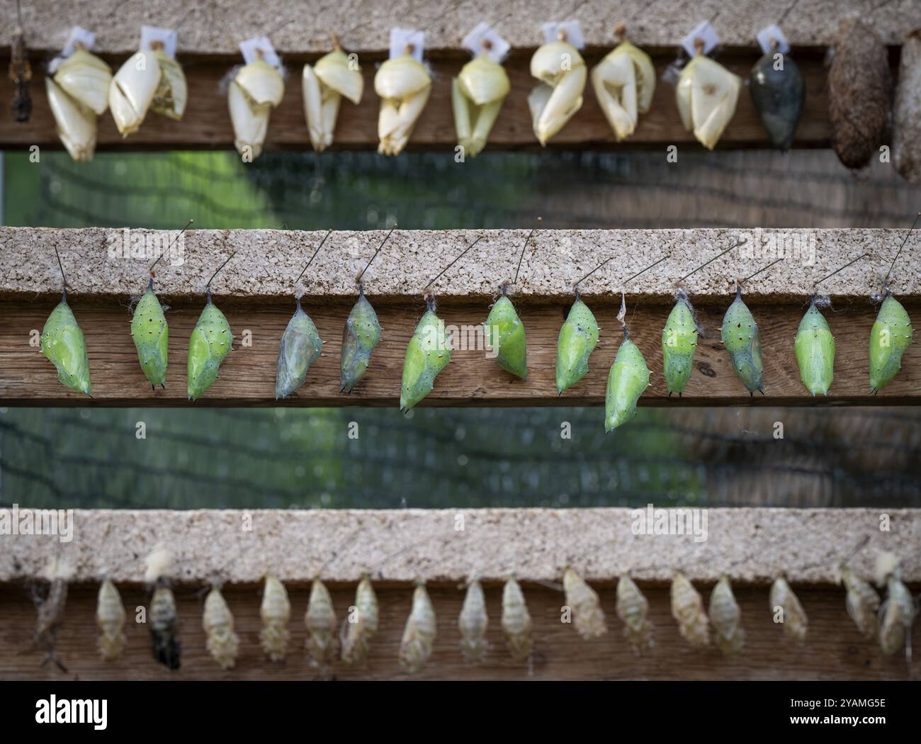 Close-up of cocoons in different shapes, colours and stages of ...