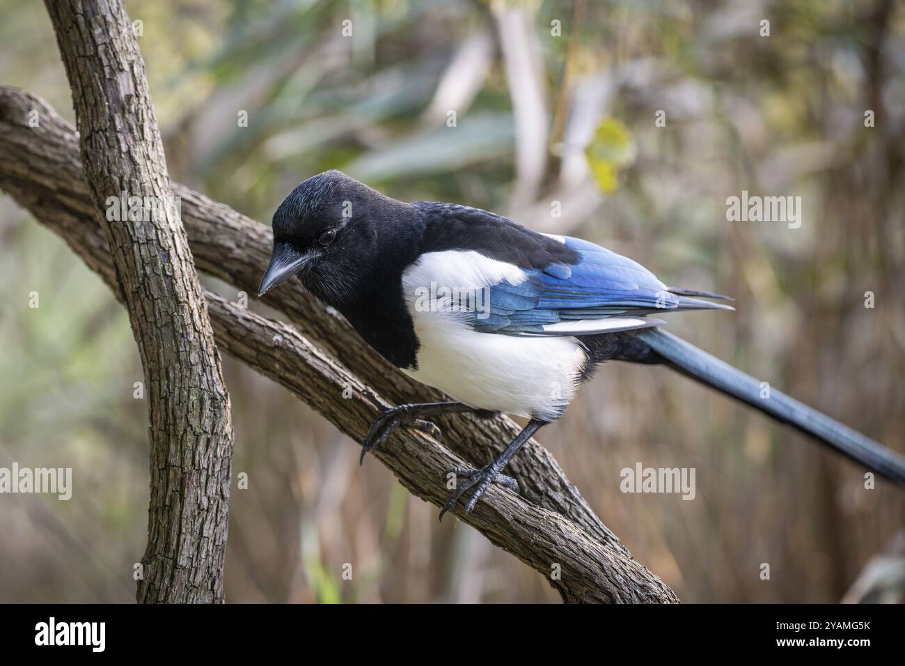 Magpies bird hi-res stock photography and images - Alamy