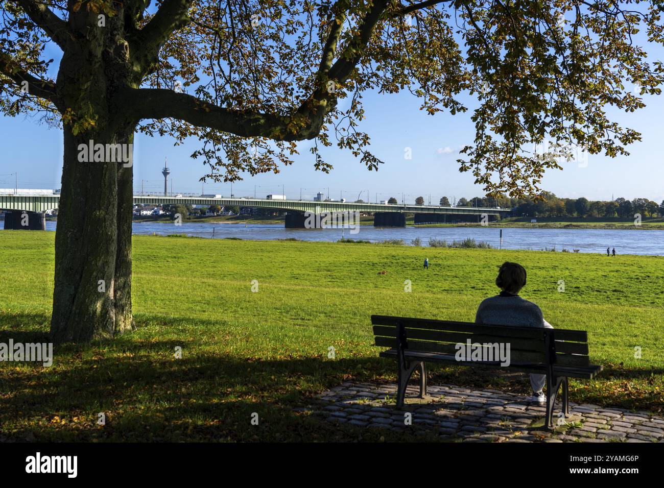 Dense chestnut tree avenue at the Rhine dike near Neuss, Deichallee ...