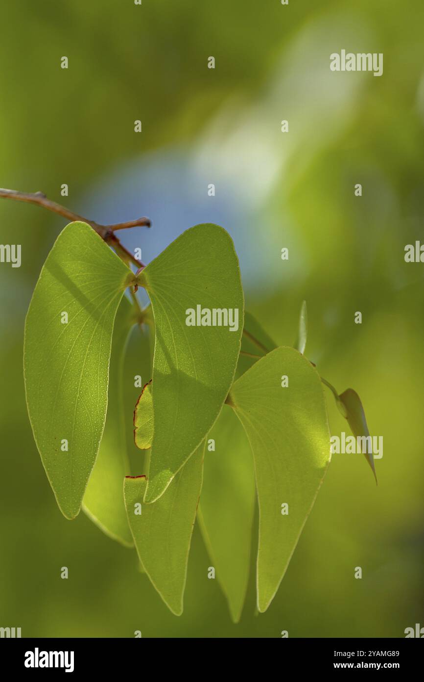 Namibia mopane tree hi-res stock photography and images - Alamy