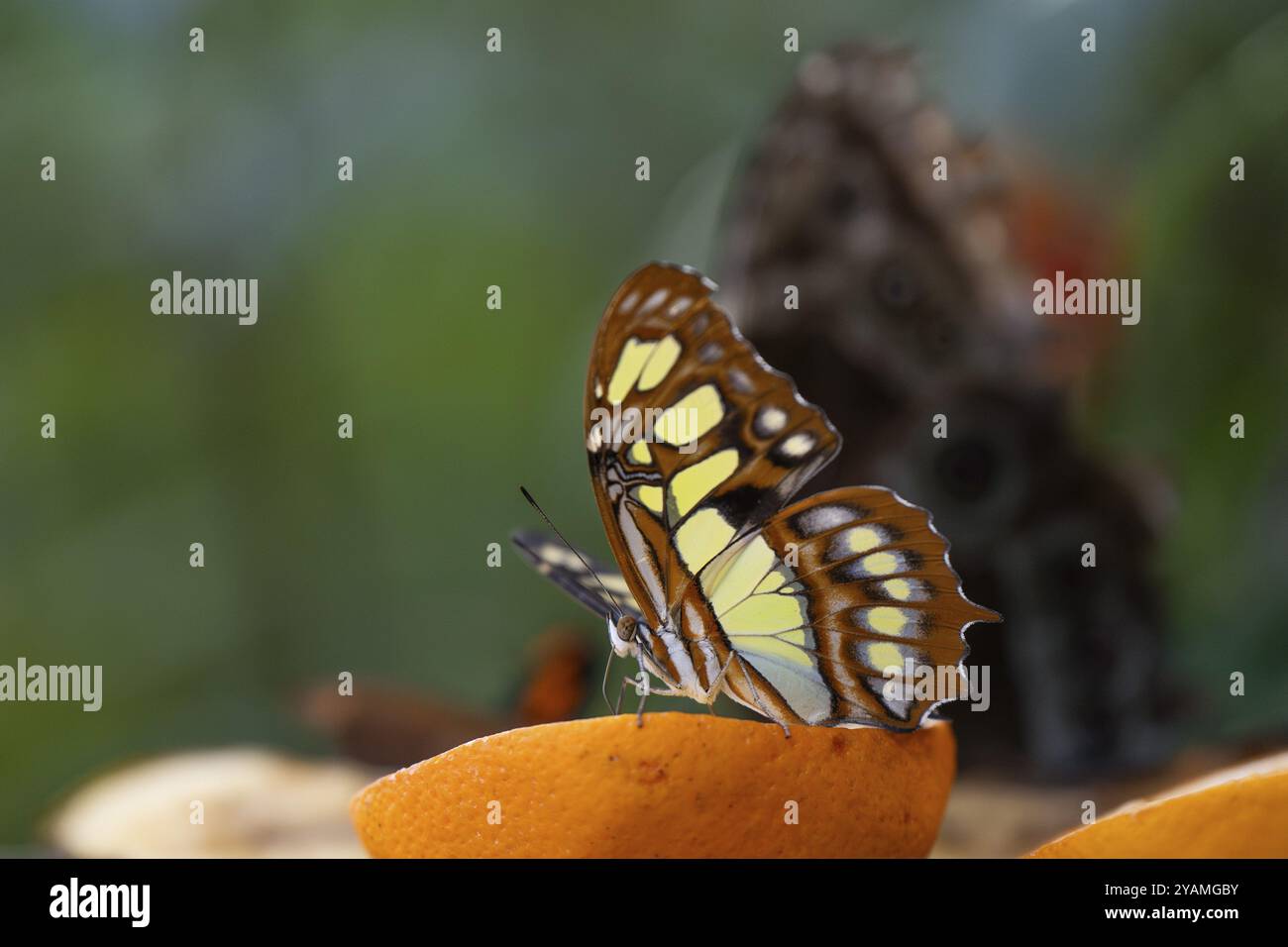 Yellow coloured wings hi-res stock photography and images - Alamy