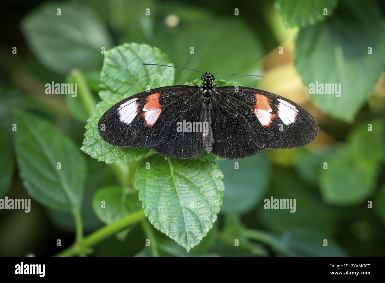 Red spots on wings hi-res stock photography and images - Alamy