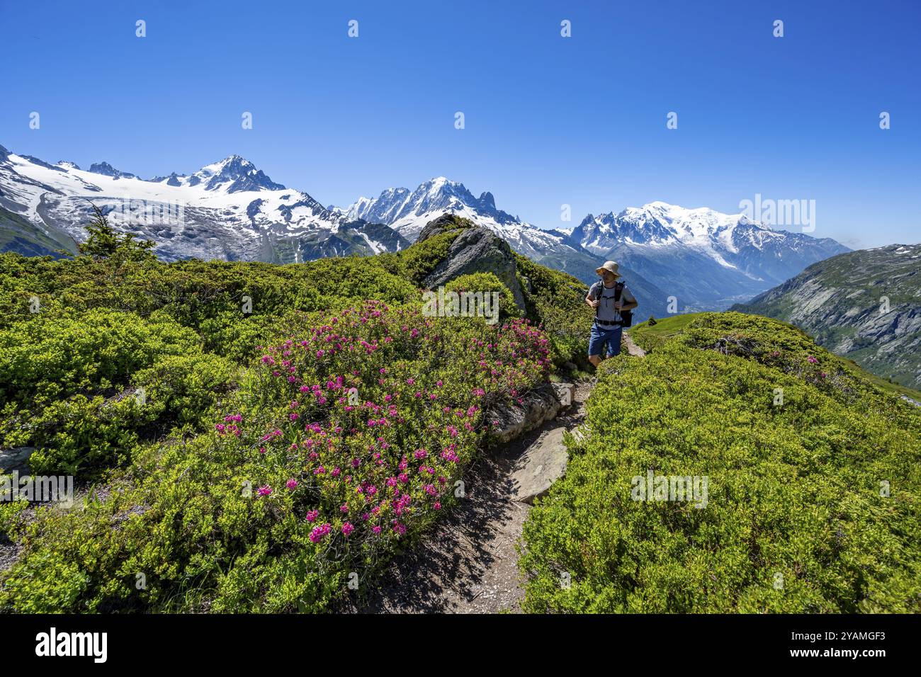 Mountaineer on hiking trail between alpine roses, mountain panorama with glaciated mountain ...