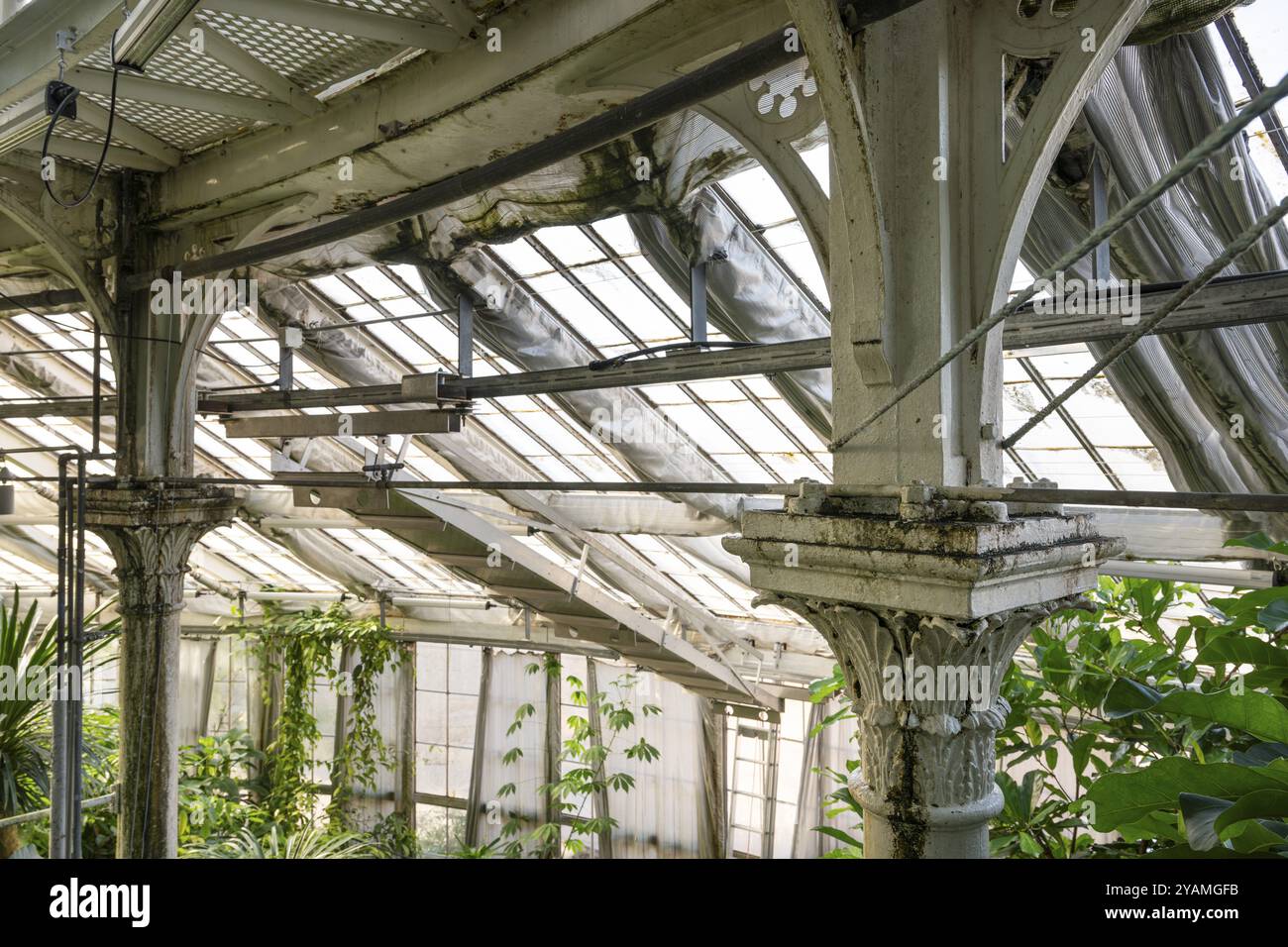 Cast-iron columns and glass roof, historic greenhouse, Palm House ...