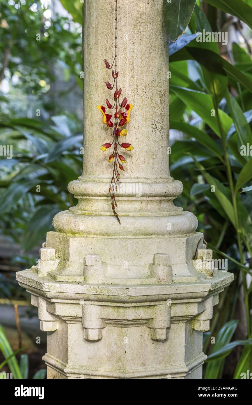White cast iron column, orchid, tropical plants, historic greenhouse ...