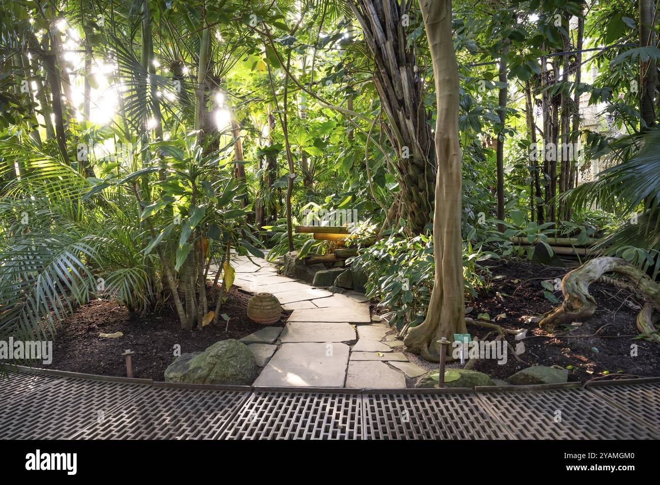 A path of stone slabs winds its way through dense tropical plants in ...