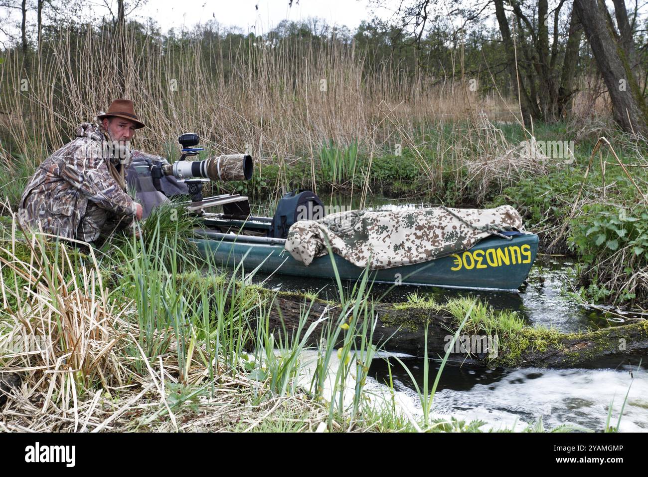 A canoe with camouflaged camera in a swamp, surrounded by vegetation ...