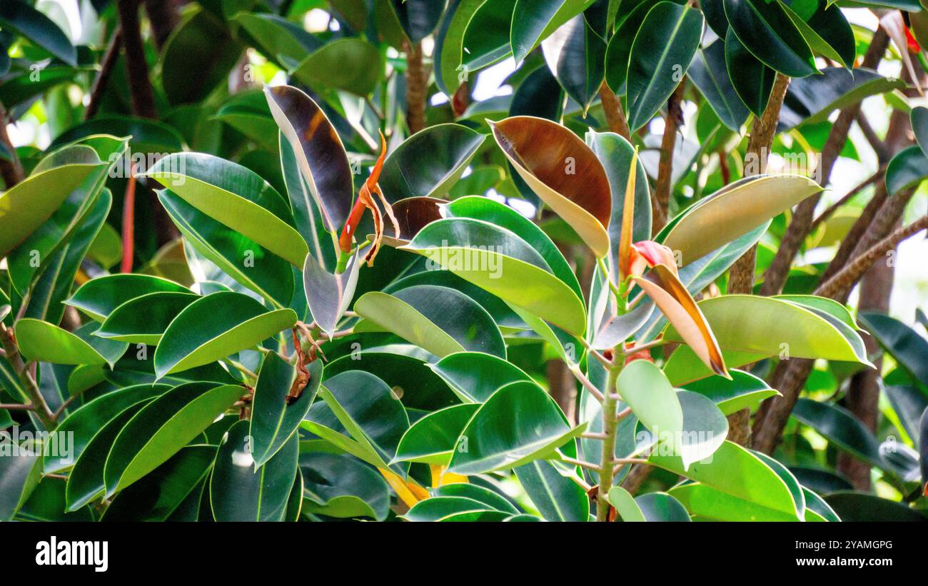 Ficus elastica (rubber fig, rubber bush, rubber tree) in nature. The latex of Ficus elastica is ...