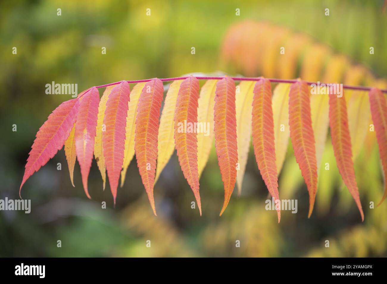 Autumn coloured leaves of a vinegar tree (Rhus typhina), Full size ...