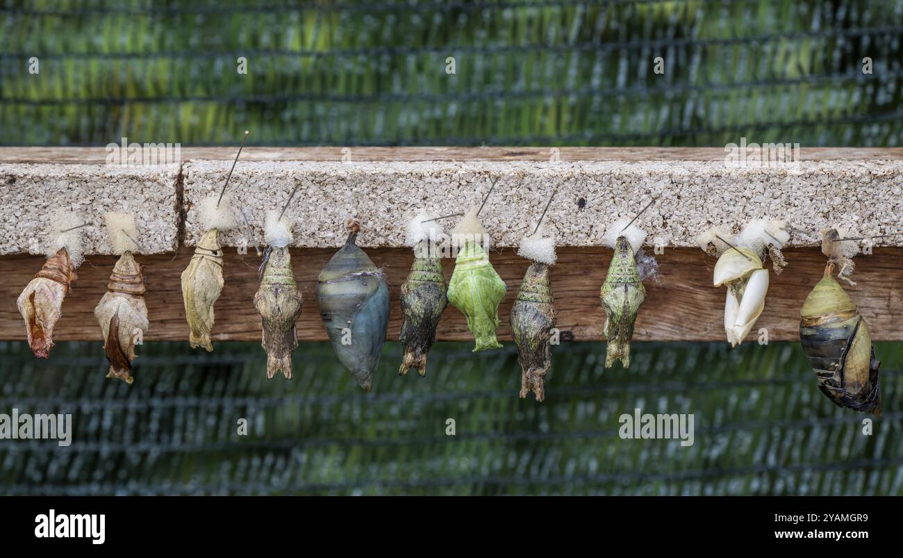 Close-up of cocoons in different shapes, colours and stages of ...
