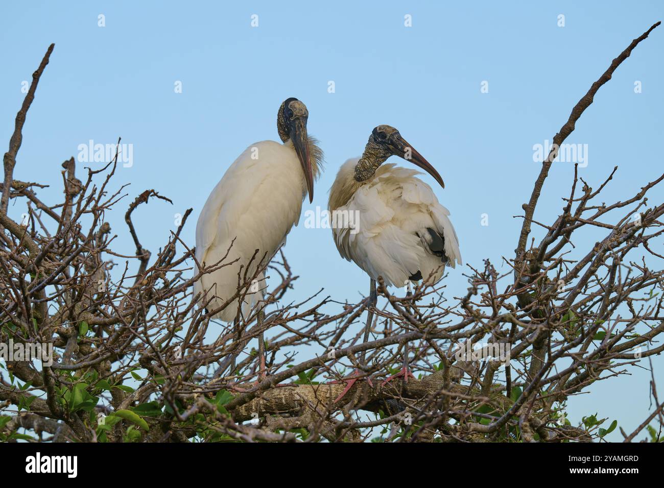 Two wood storks stand hi-res stock photography and images - Alamy