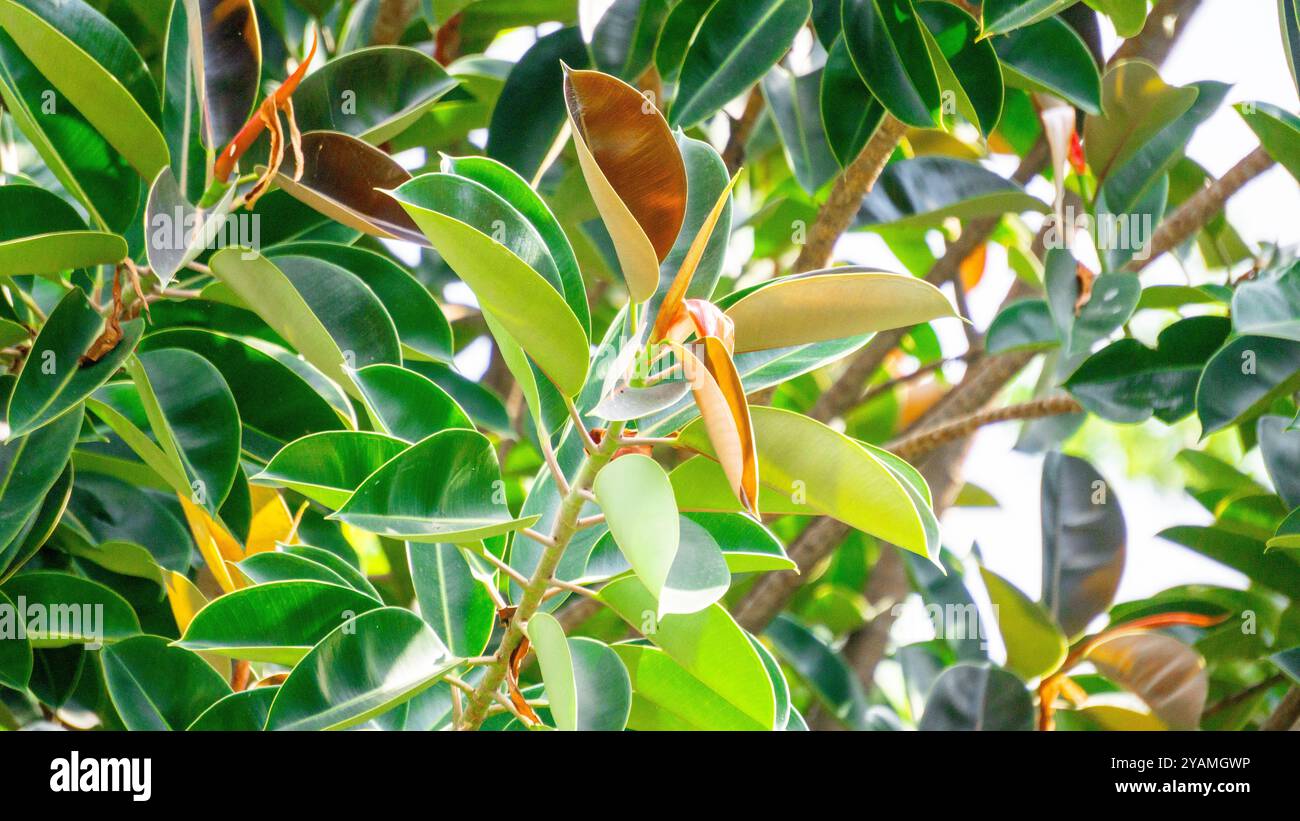 Ficus elastica (rubber fig, rubber bush, rubber tree) in nature. The ...