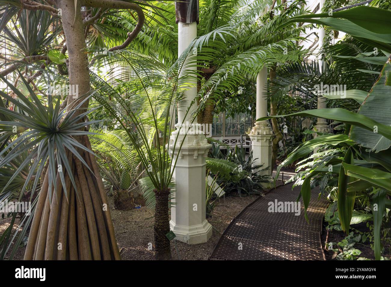 Exotic plants and cast iron columns in a lush tropical garden with ...