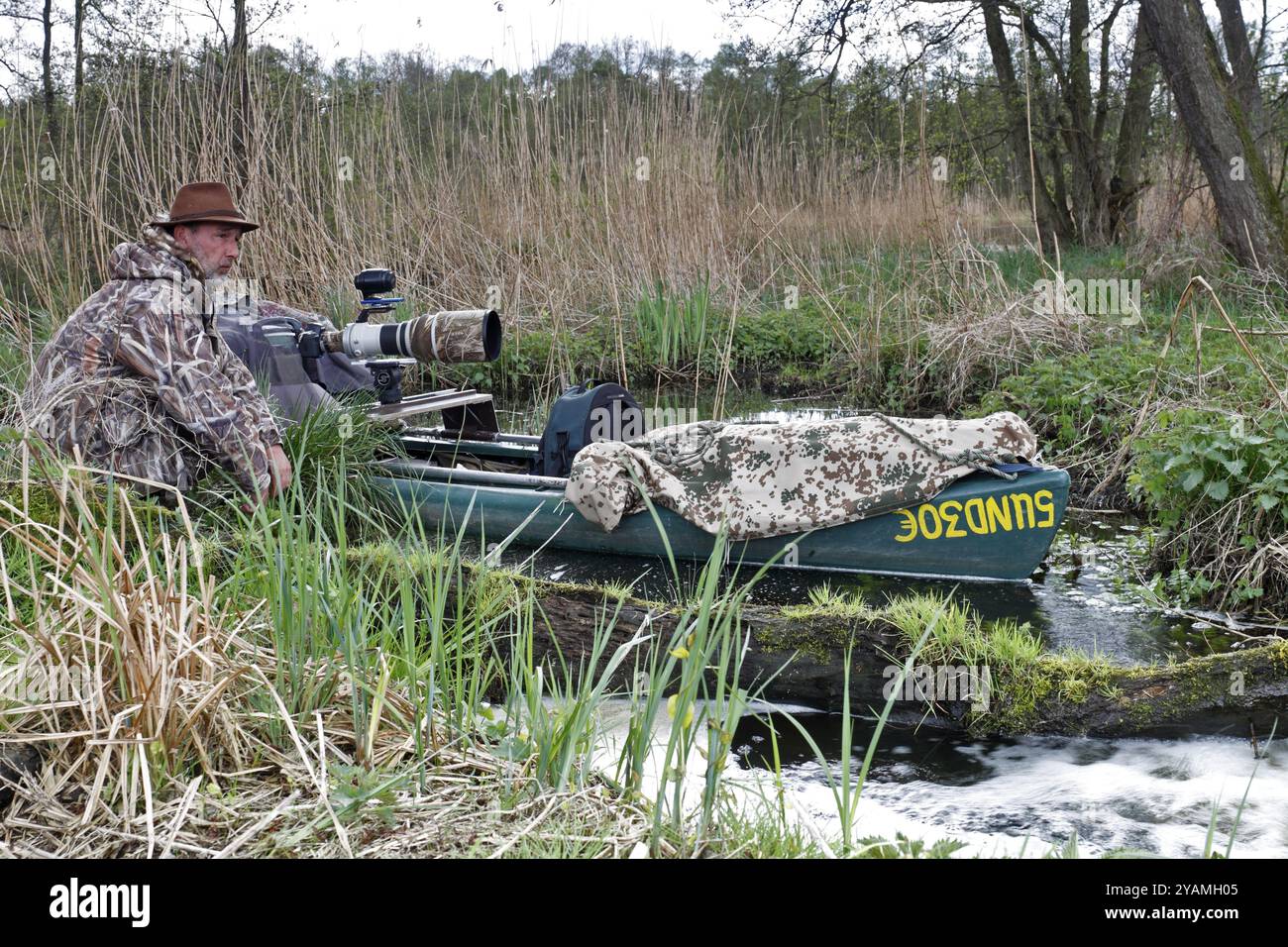 A canoe with camouflaged camera in a swamp, surrounded by vegetation ...