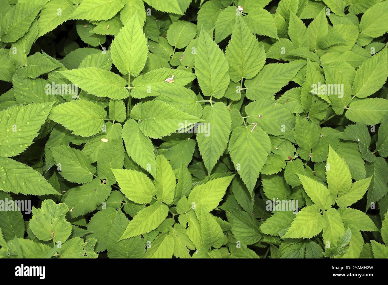 Aegopodium podagraria von oben, Aegopodium podagraria top Stock Photo ...