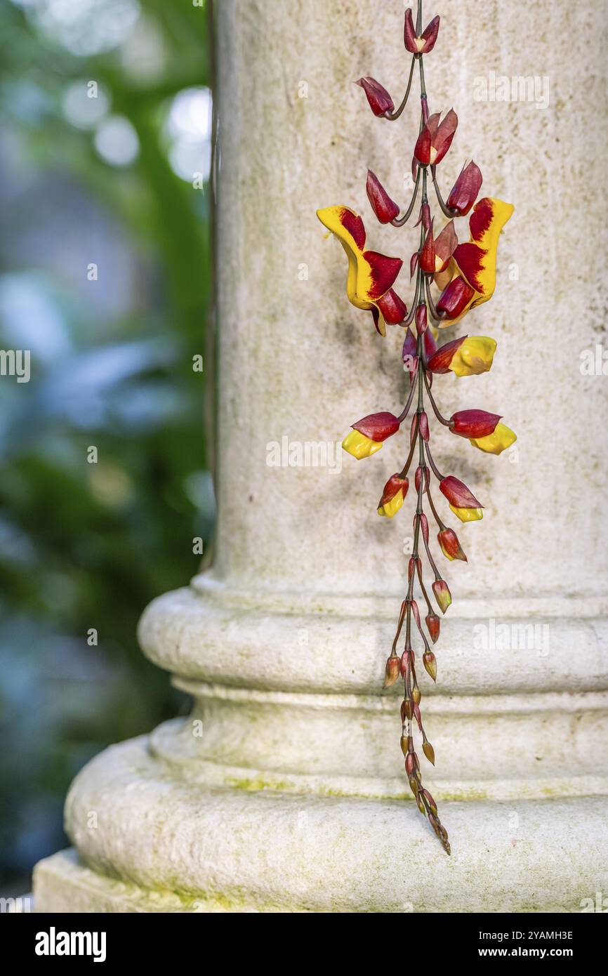 White cast iron column, orchid, tropical plants, historic greenhouse ...