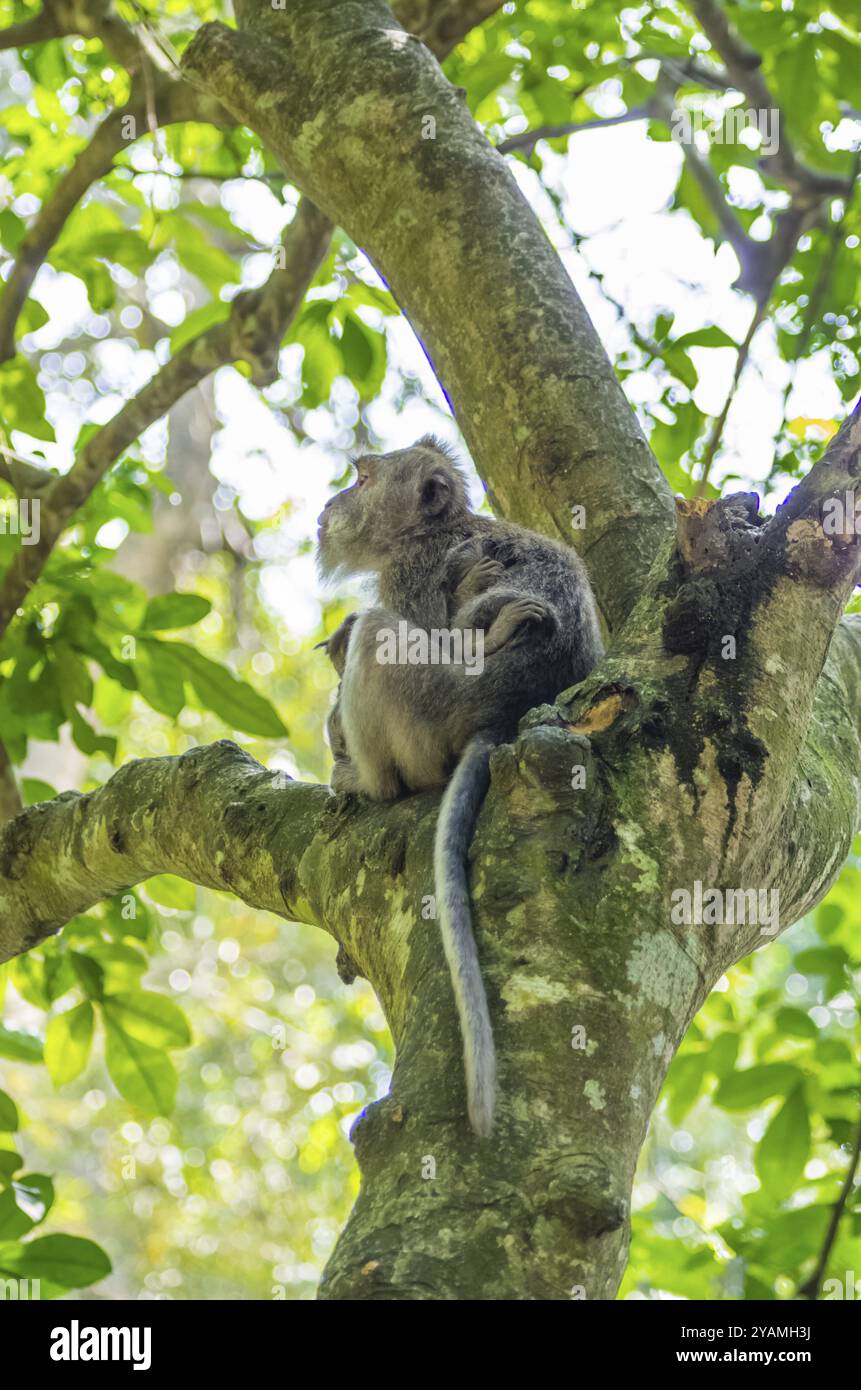 Wild monkey sits on the tree in sacred Monkey Forest park, Ubud, Bali ...