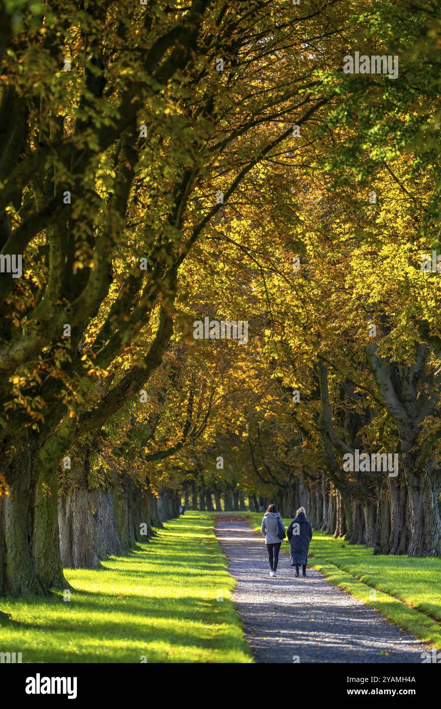 Dense chestnut tree avenue at the Rhine dike near Neuss, Deichallee ...