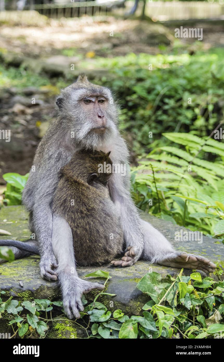 Wild female monkey sits with child in sacred Monkey Forest park, Ubud ...