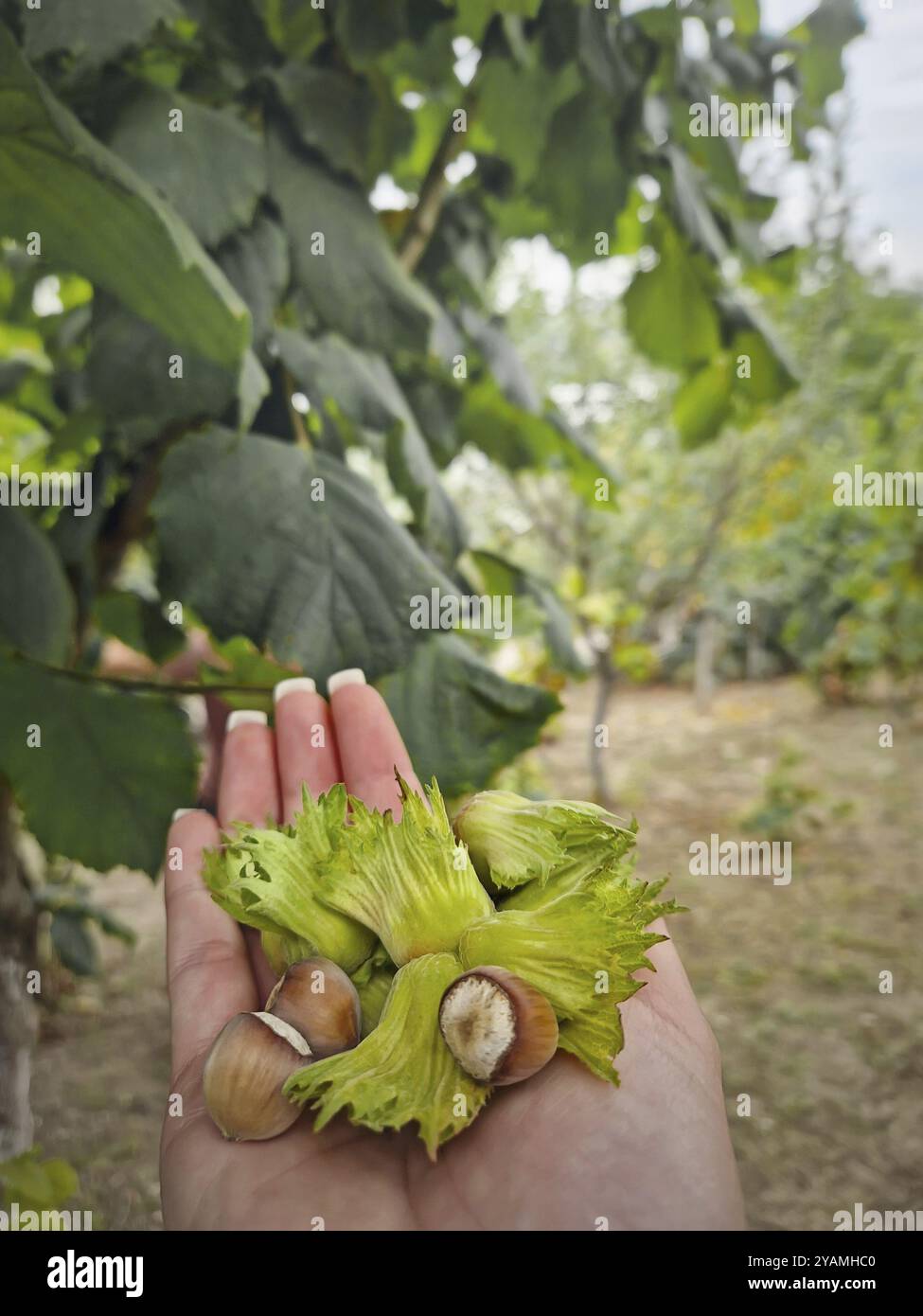 Female hand holding hazelnuts with green husks against a blurred ...
