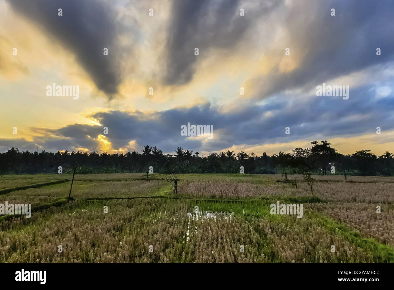 Amazing sunrise view on the sky, jungle and rice field in Ubud, Bali ...