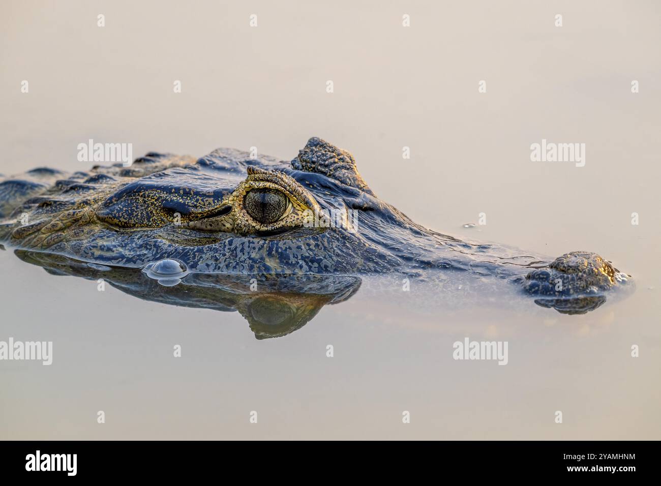 Caiman (Caimaninae), Alligator (Alligatoridae), Crocodile (Crocodylia ...