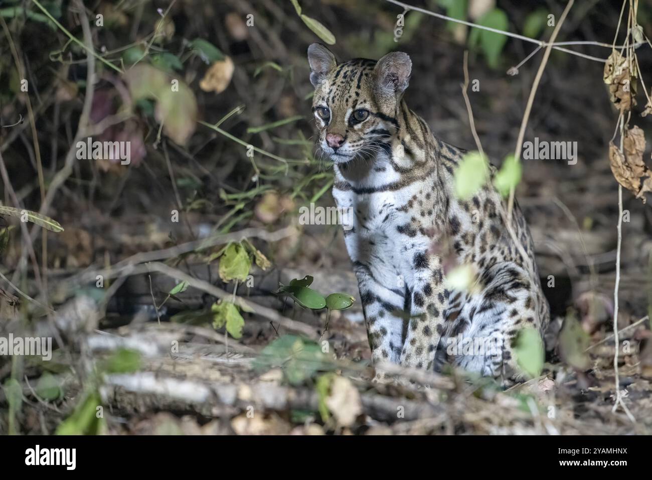 Ocelot (Leopardus pardalis), at night, sitting, Pantanal, inland ...