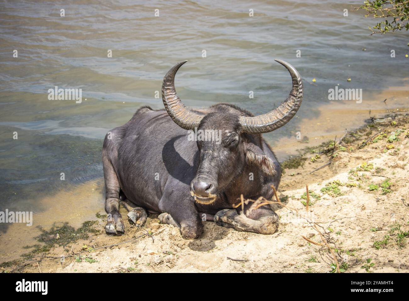 Sunrise at yala national park hi-res stock photography and images - Alamy