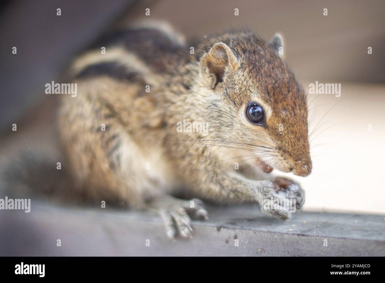 Chipmunk on a wooden beam. Animals in Induruwa, Bentota Beach, Sri ...