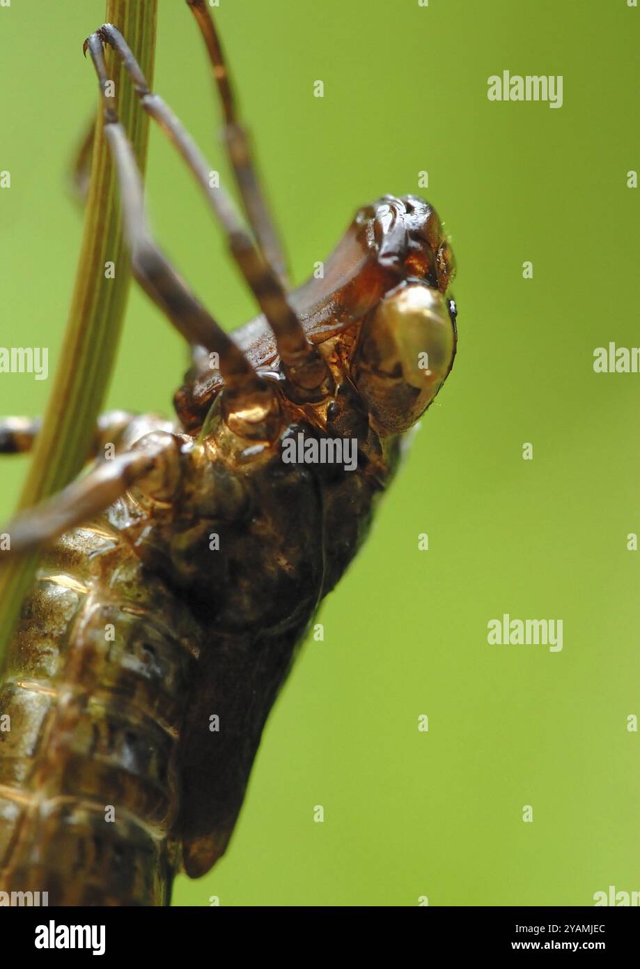 Macro of an empty dragonfly larva Stock Photo - Alamy
