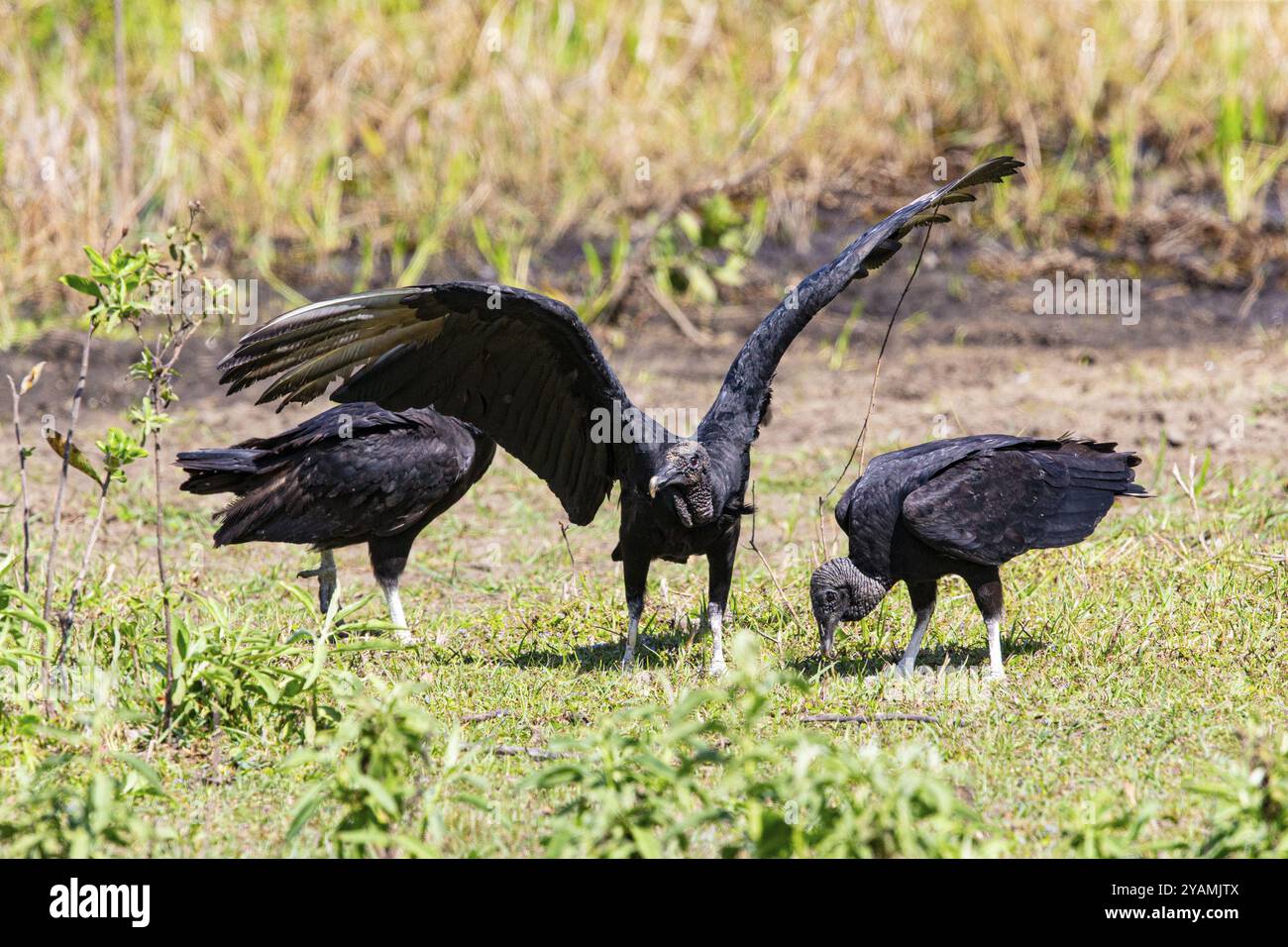Raven Vulture (Coragyps atratus) Pantanal Brazil Stock Photo - Alamy