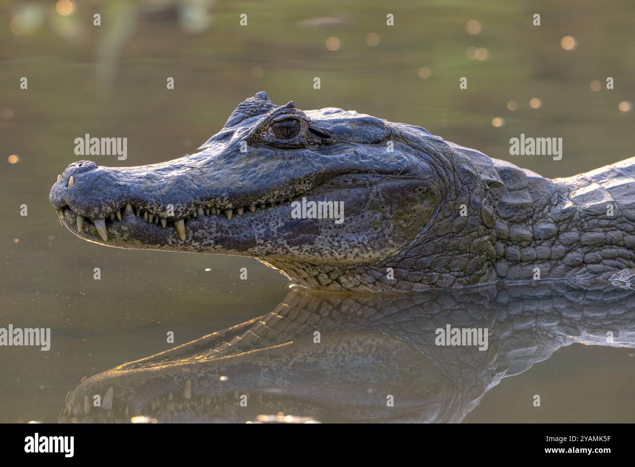 Caiman (Caimaninae), Alligator (Alligatoridae), Crocodile (Crocodylia), animal portrait, with ...