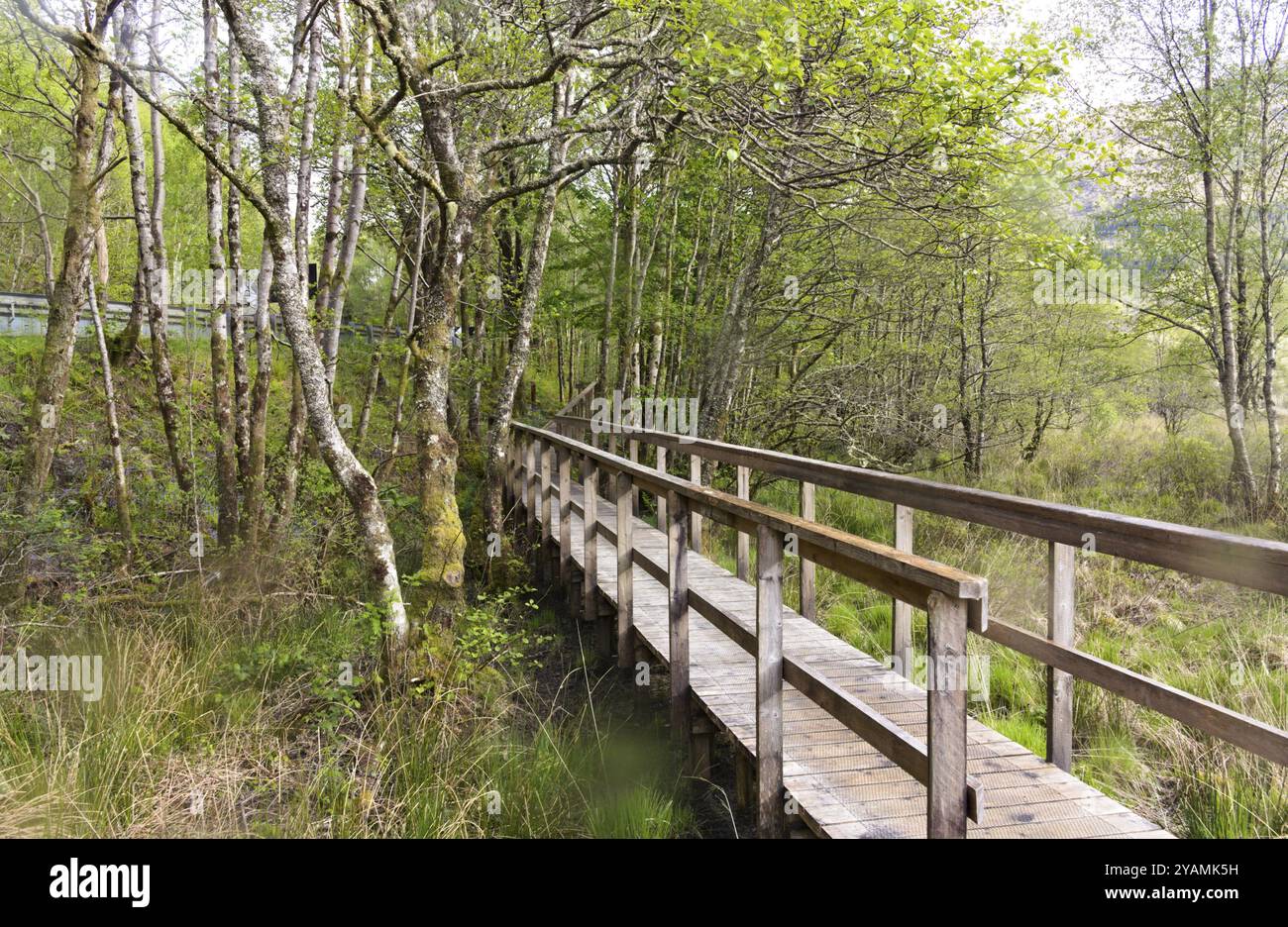 A wooden bridge surrounded by birch trees on the Dragonfly Trail in ...