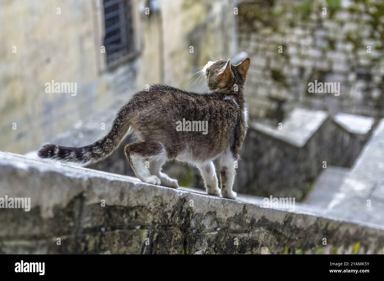 Grey cat in old Kotor city, Montenegro, Europe Stock Photo - Alamy