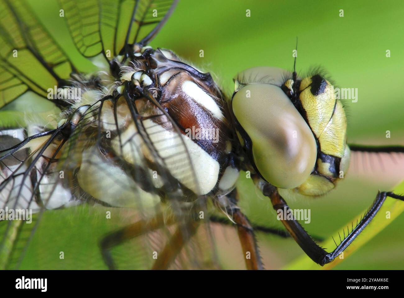 Large dragonfly after hatching Stock Photo - Alamy