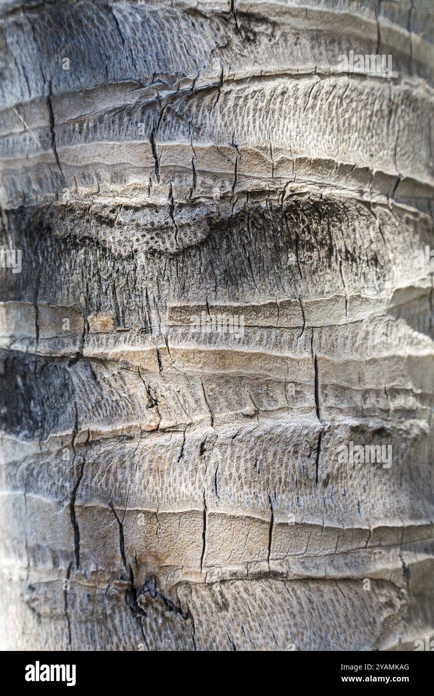 Palm trunk texture as background structure Stock Photo - Alamy