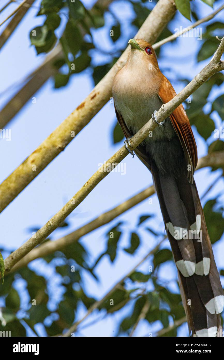 Squirrel Cuckoo (Piaya cayana) Pantanal Brazil Stock Photo - Alamy