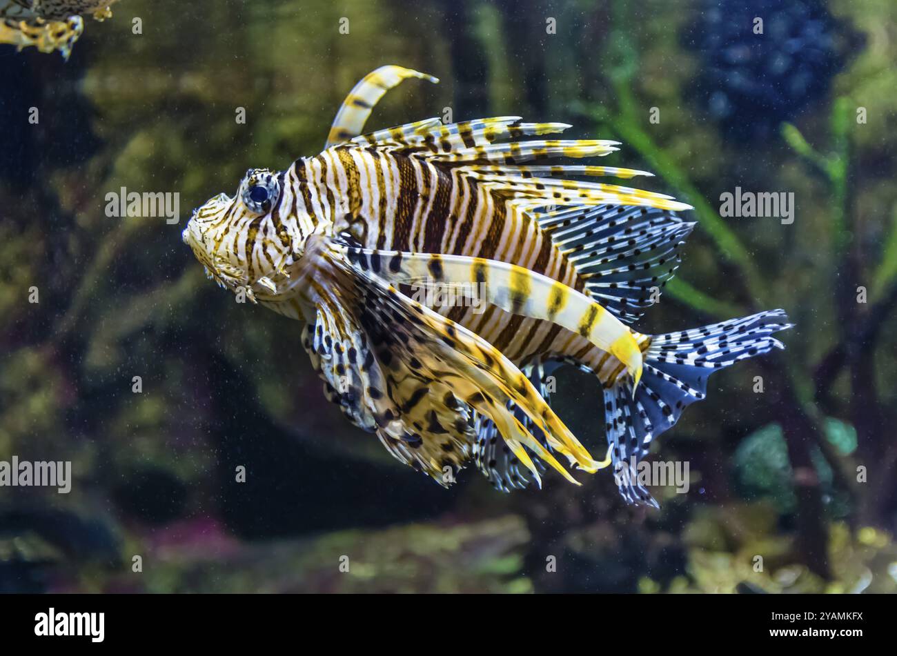 Empty aquarium hi-res stock photography and images - Alamy