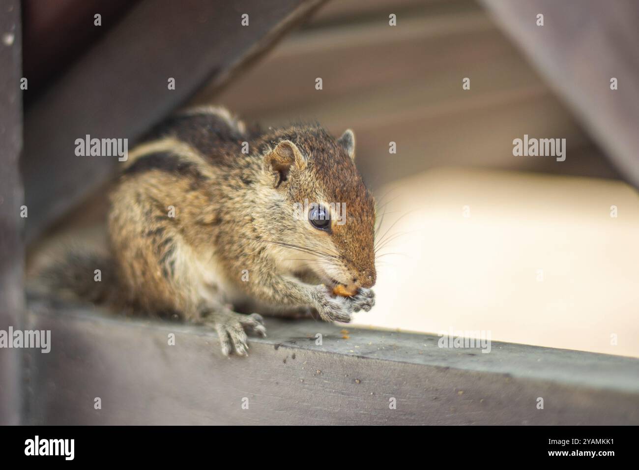 Chipmunk on a wooden beam. Animals in Induruwa, Bentota Beach, Sri ...