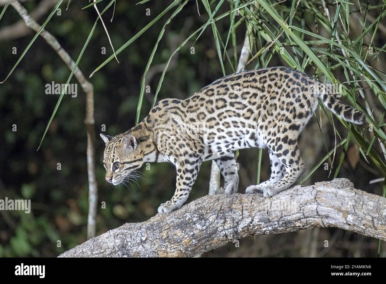 Ocelot (Leopardus pardalis), at night, standing on branch, Pantanal, inland, wetland, UNESCO ...