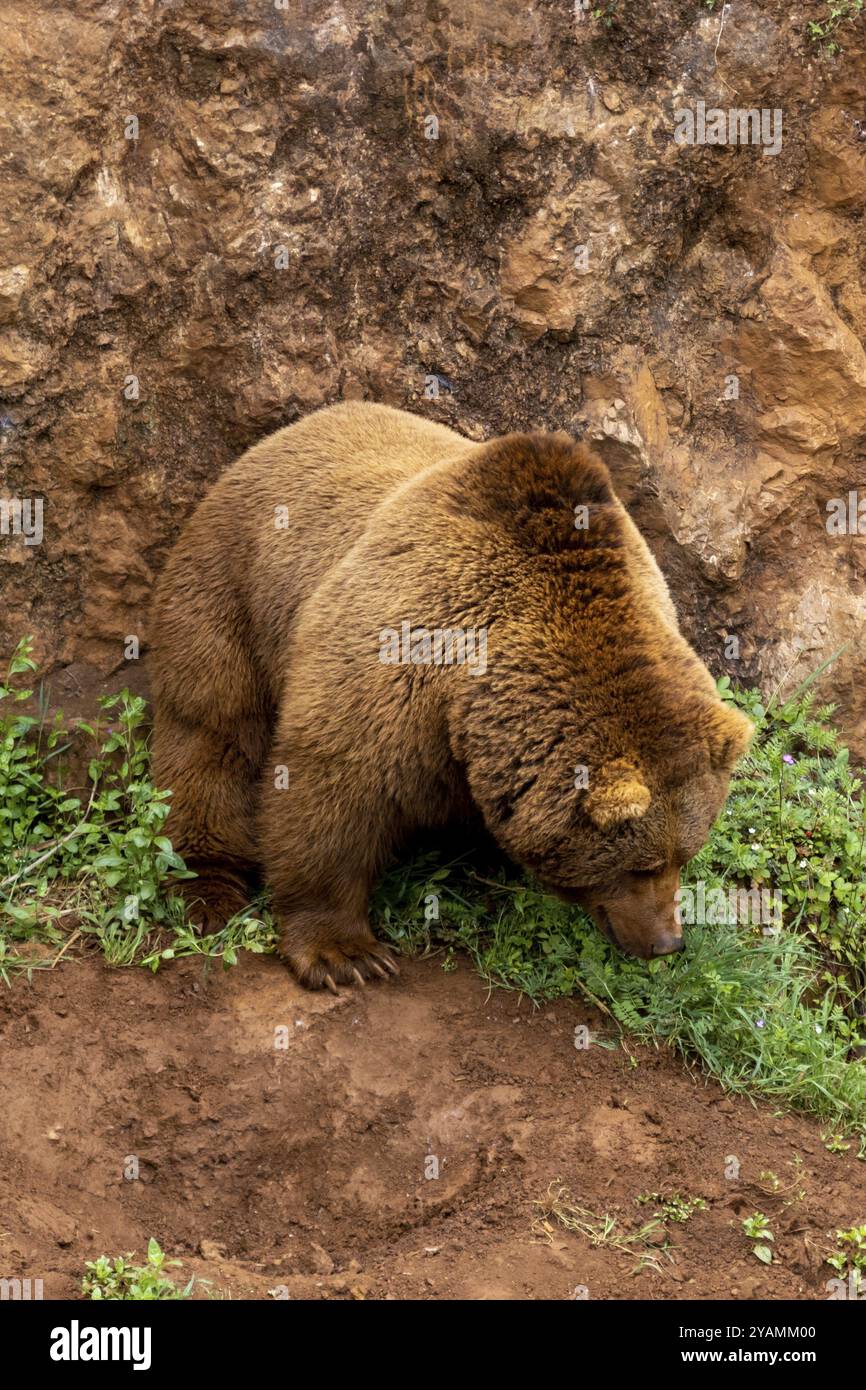 Vertical portrait of a bear digging in the sand to lie down Stock Photo ...