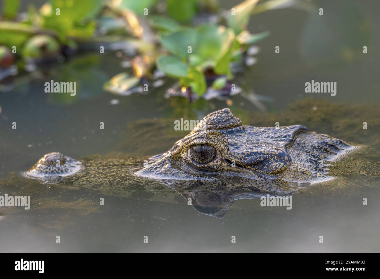 Caiman (Caimaninae), Alligator (Alligatoridae), Crocodile (Crocodylia ...