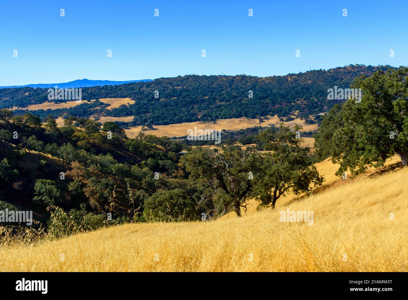 A scenic view of Halls Valley in Joseph D. Grant County Park, with golden grass hills blending ...