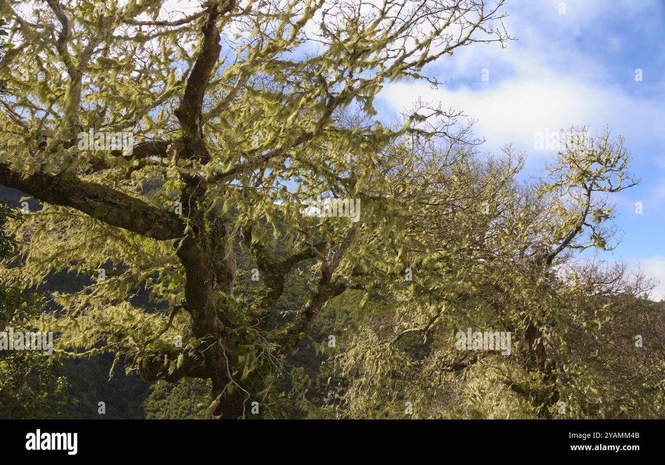On the way to Levada das 25 Fontes on Madeira we saw fabulous moss ...