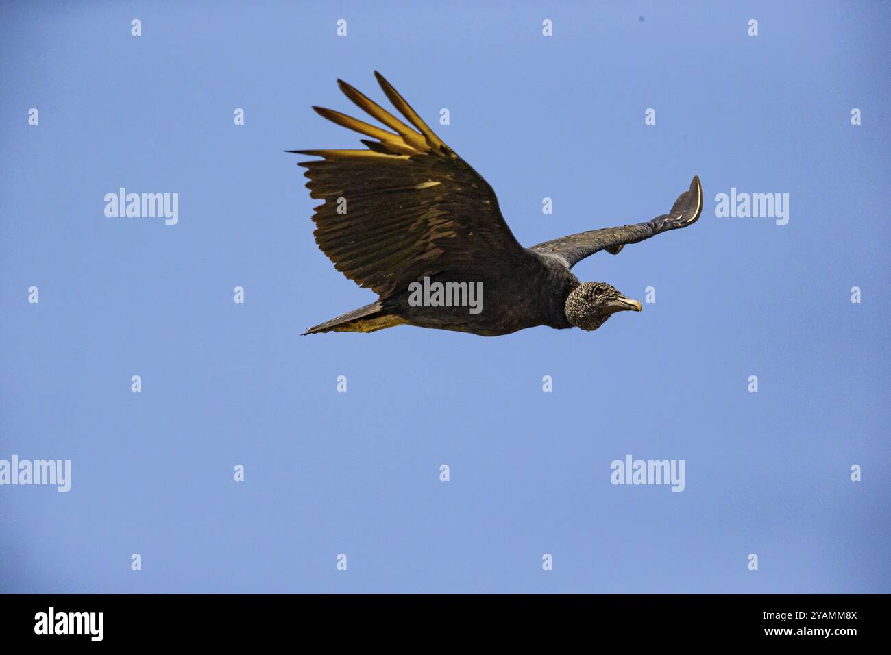 Raven Vulture (Coragyps atratus) Pantanal Brazil Stock Photo - Alamy