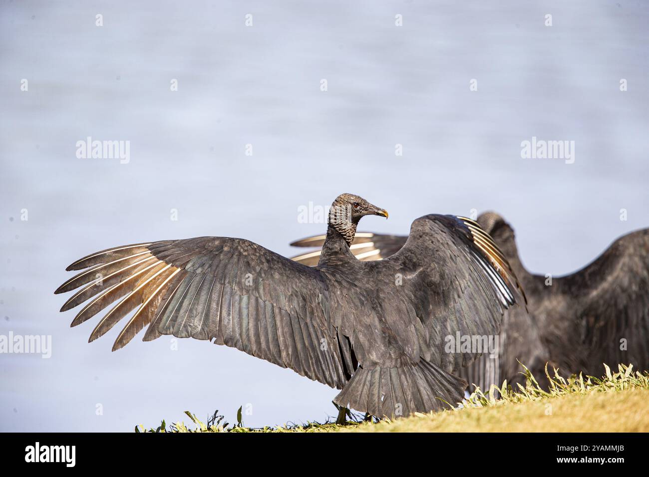 Raven Vulture (Coragyps atratus) Pantanal Brazil Stock Photo - Alamy