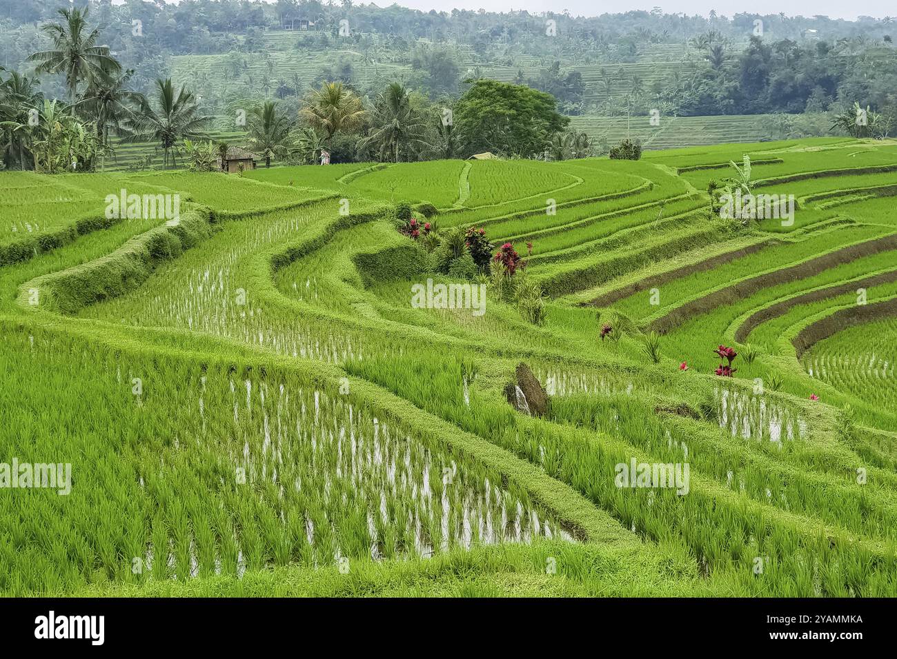 Panorama view on rice terraces Jatiluwih, Bali, Indonesia, Asia Stock ...