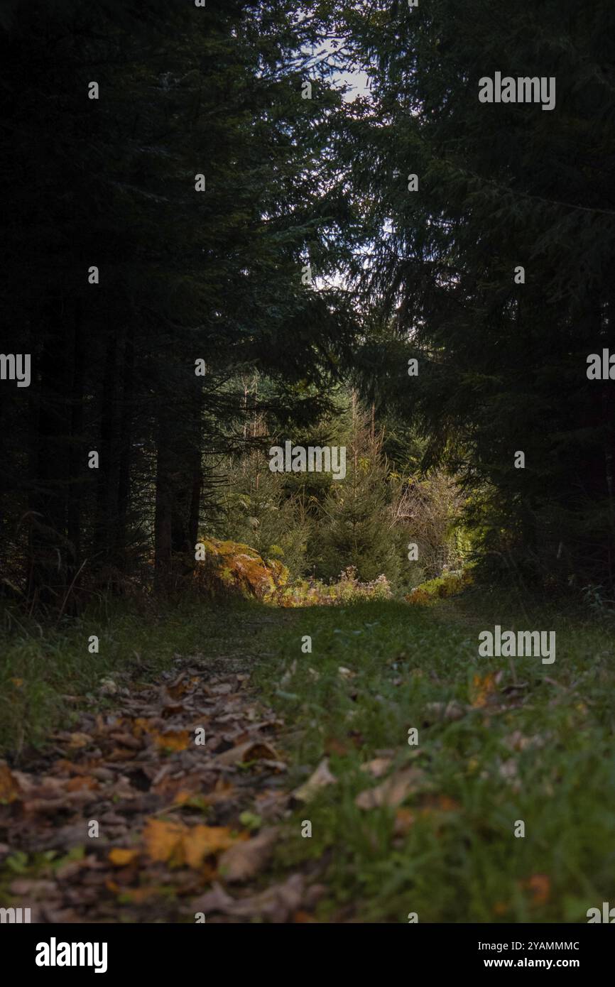 A narrow path leads through a dense forest, lined with foliage and ...