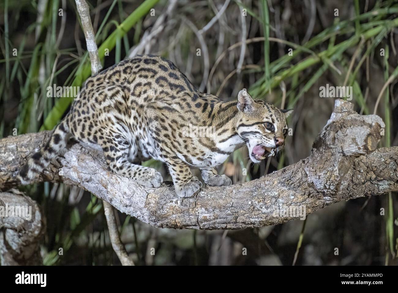 Ocelot (Leopardus pardalis), at night, sitting on a branch, Pantanal ...